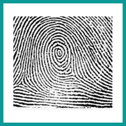 What Is a Fingerprint? Definition, Types, Trends (2024)